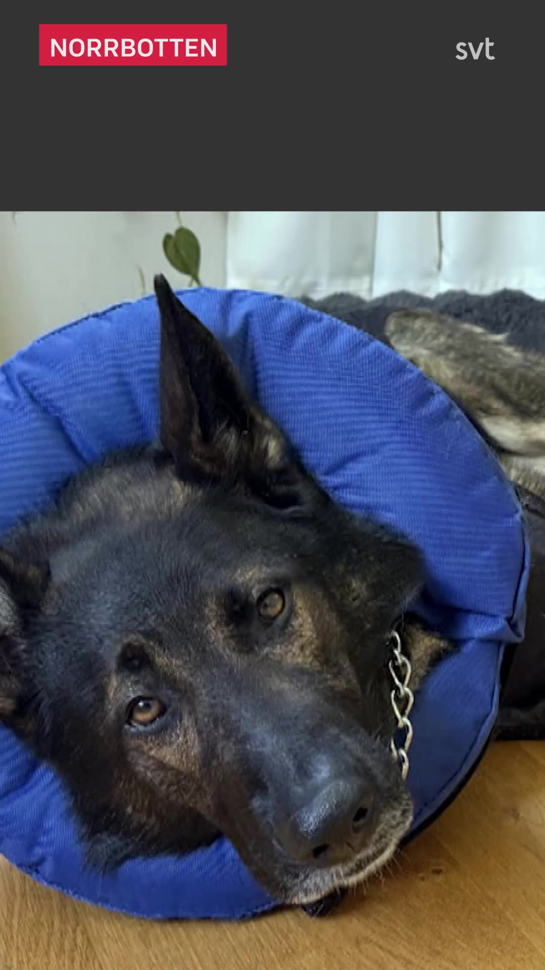 Lådbilsprojektet blev kvarterets snackis i Staffanstorp | SVT Nyheter